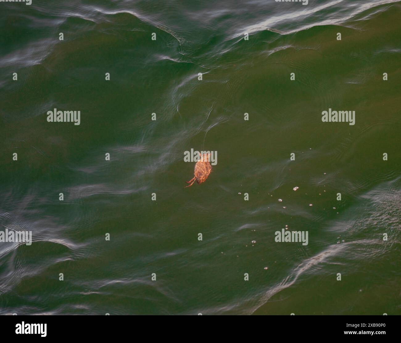 A crab submerged in ocean water Stock Photo - Alamy