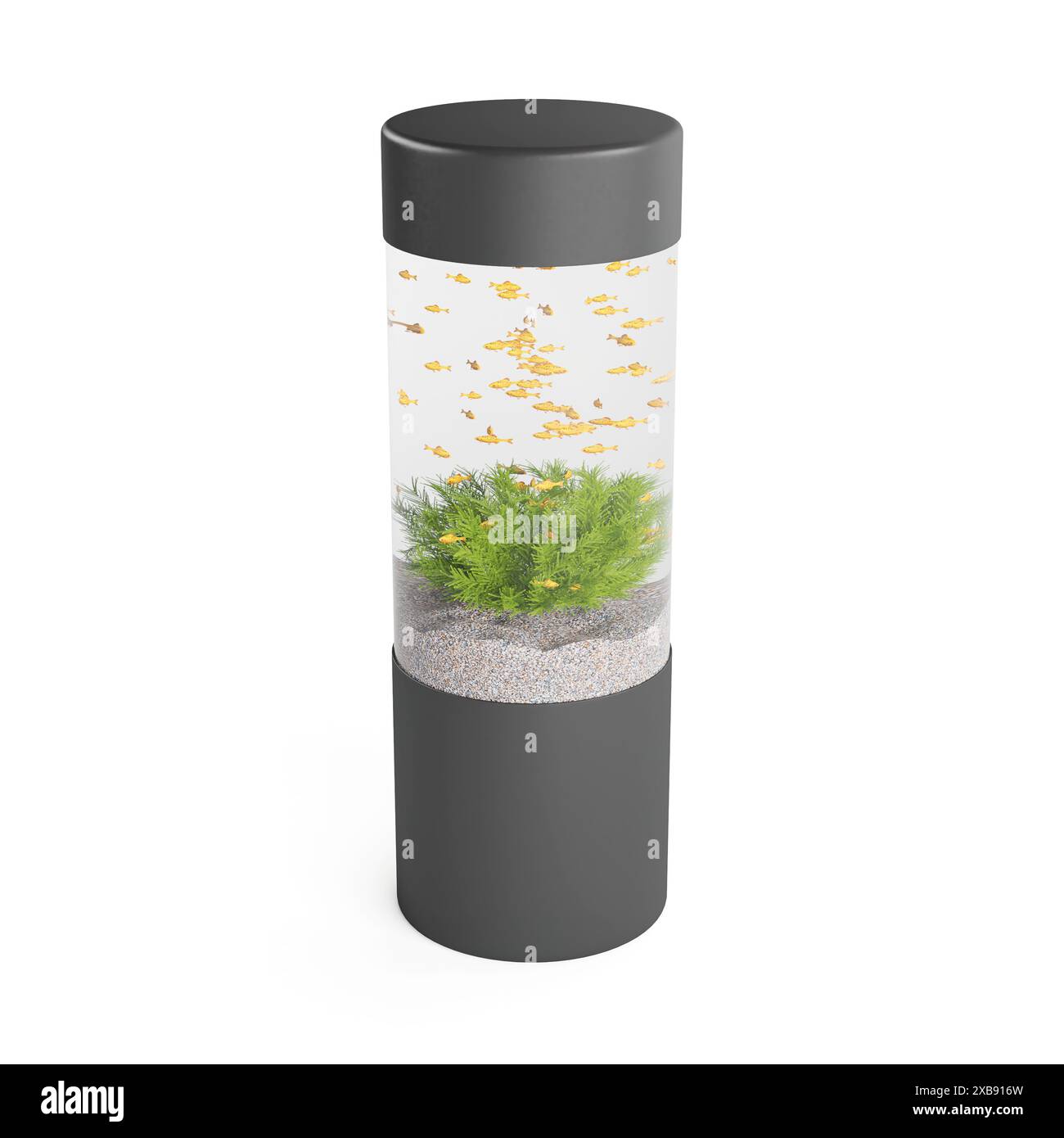 An aquarium with aquatic plants and water on white background Stock ...