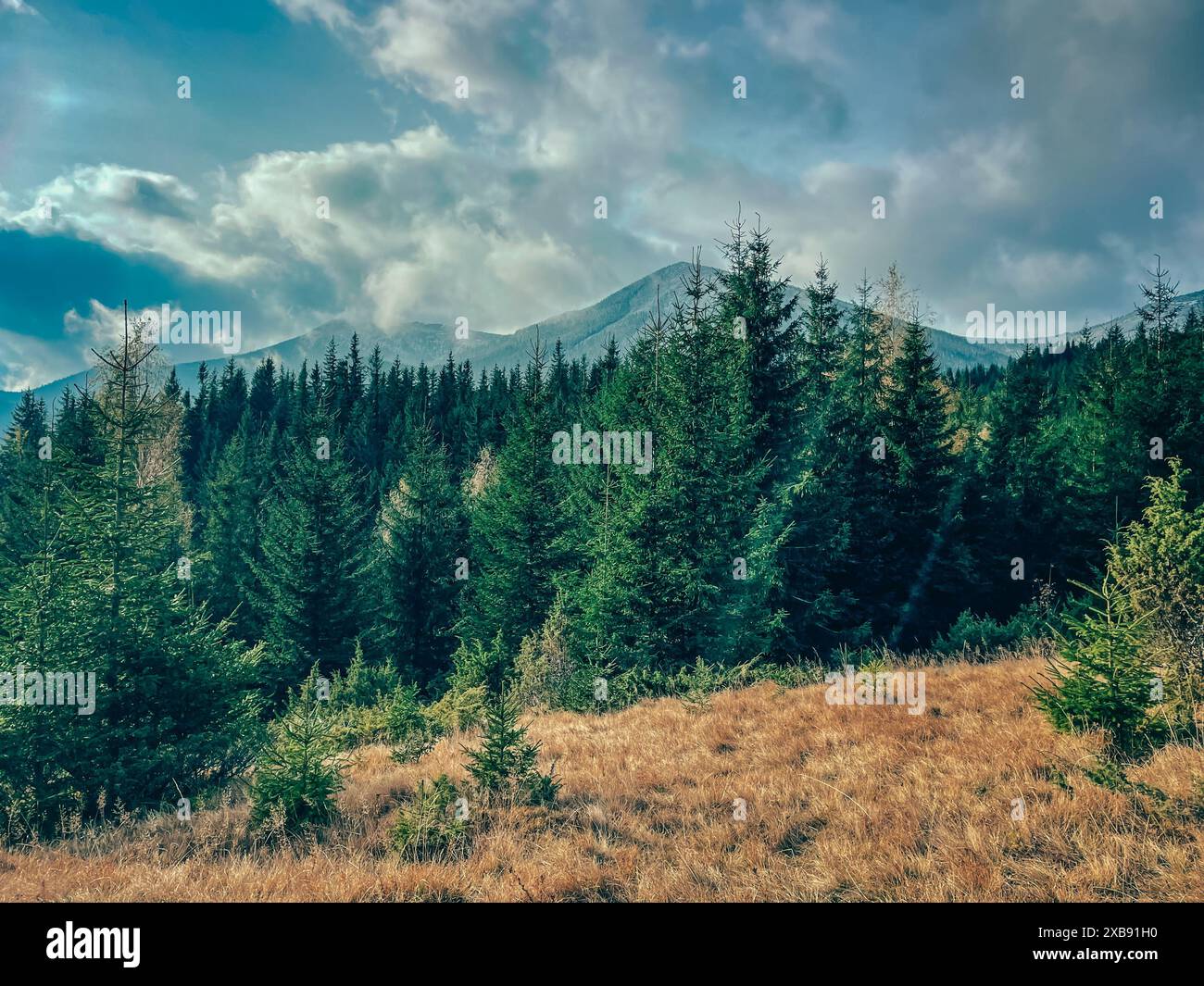 Green forest meadow in Carpathians mountains. The image showcases the ...