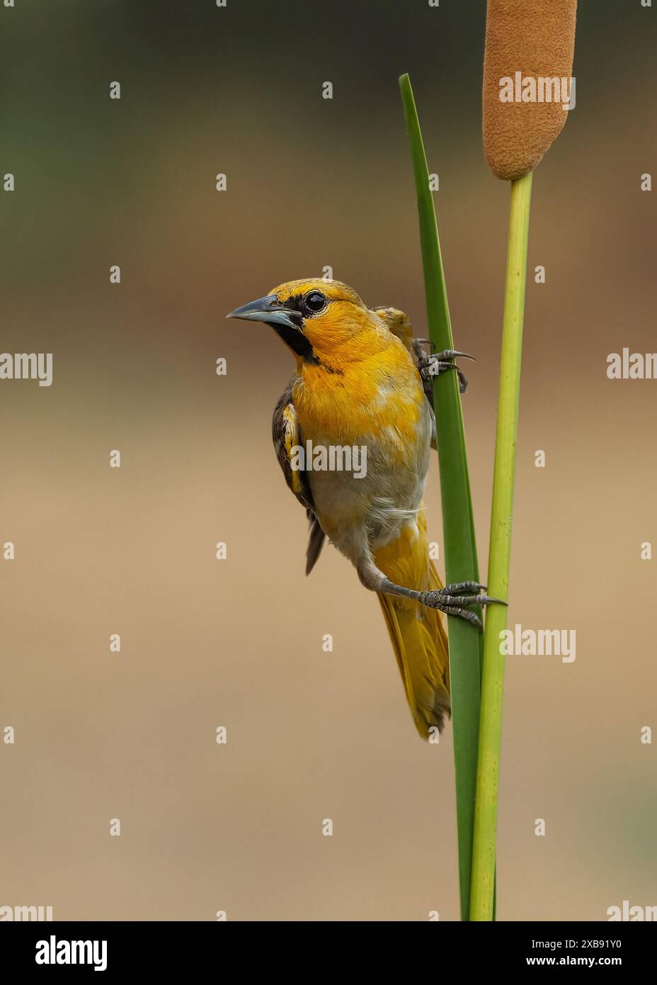 A Bullock's oriole (Icterus bullockii) bird perched on a tall grass ...