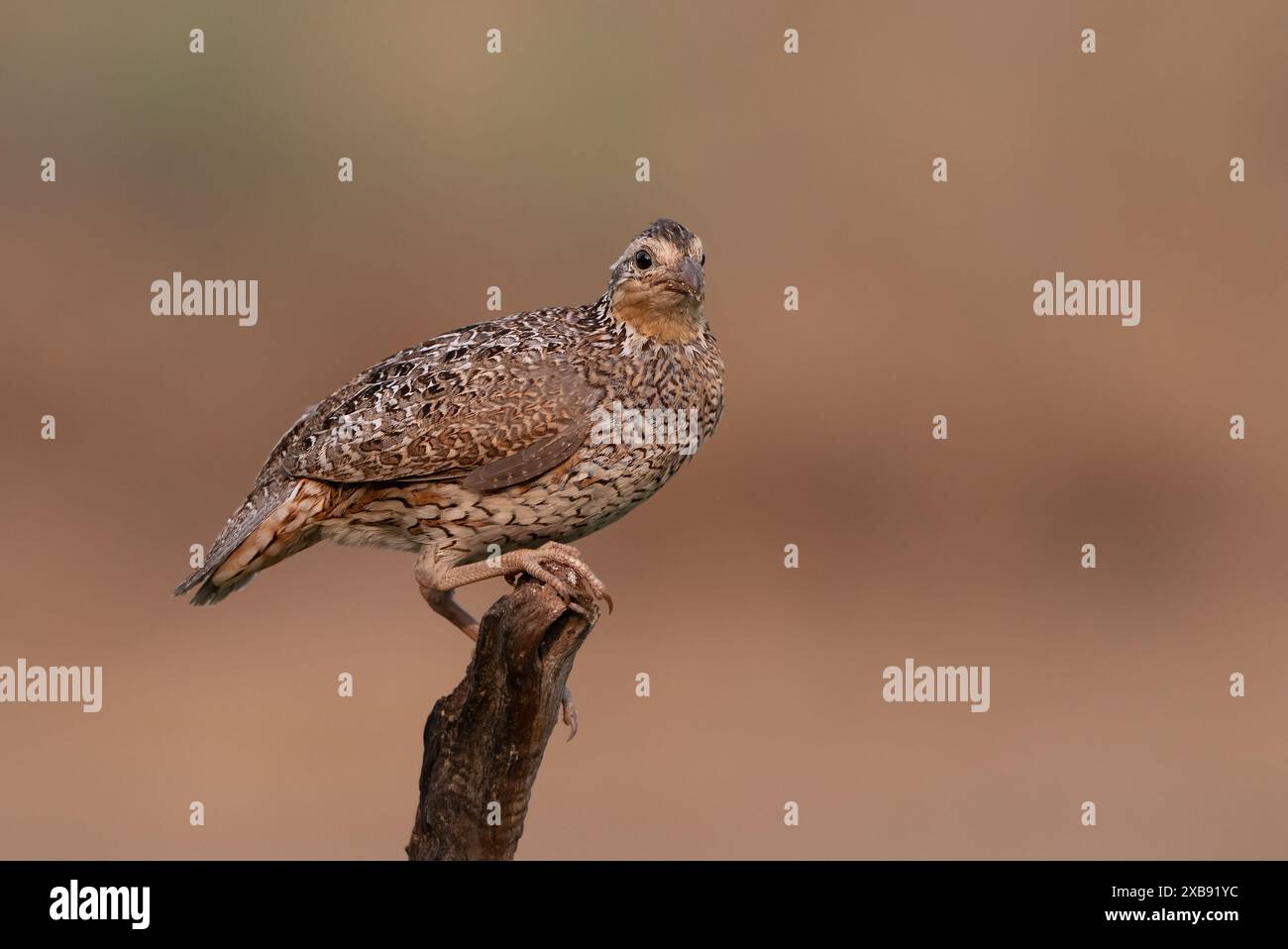 Quail flying hi-res stock photography and images - Alamy