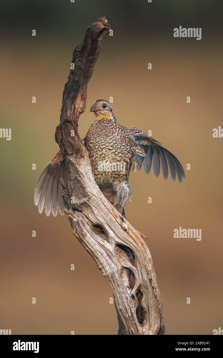 A Masked Bobwhite Quail (Virginia partridge) perched on branch, wings ...