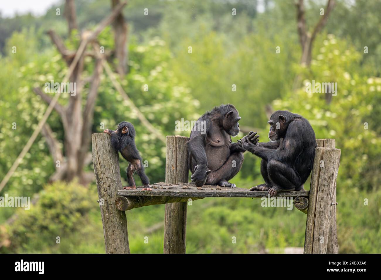 The monkeys on a bridge eating bananas and sitting Stock Photo - Alamy
