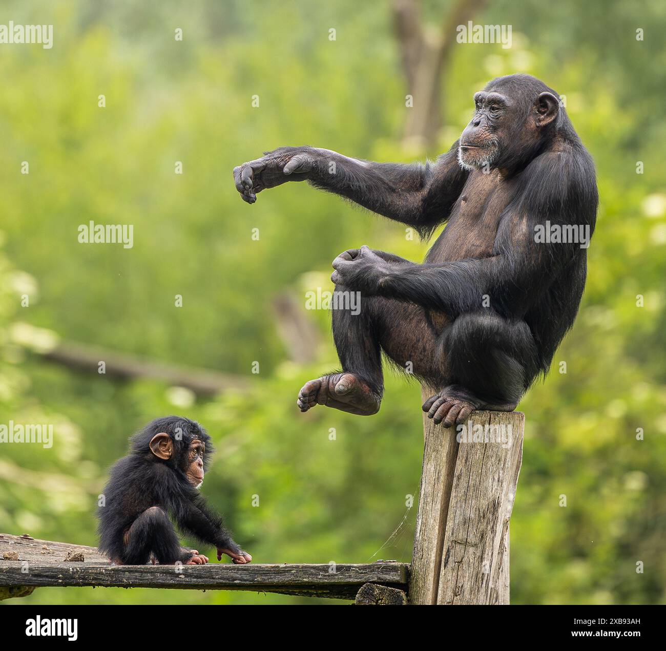 Two chimpanzees in a zoo enclosure, one small and one large Stock Photo ...