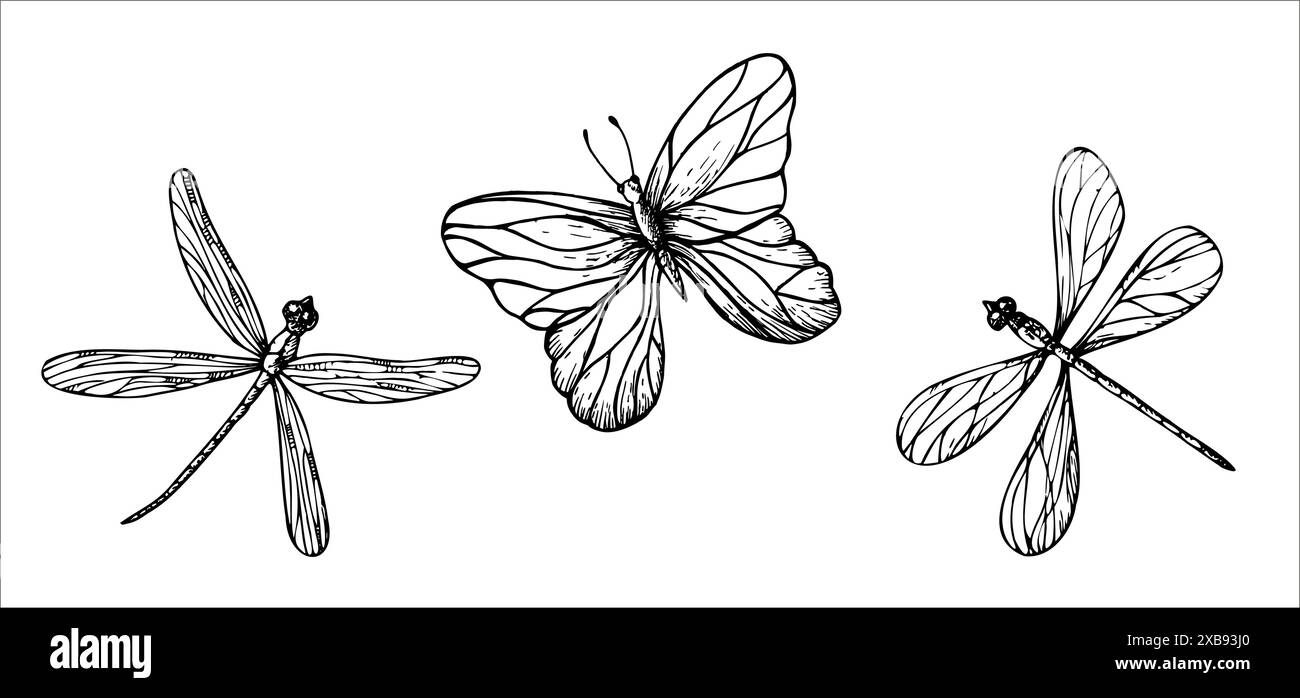Vector cute dragonflies and butterfly. Hand painted linear insects ...