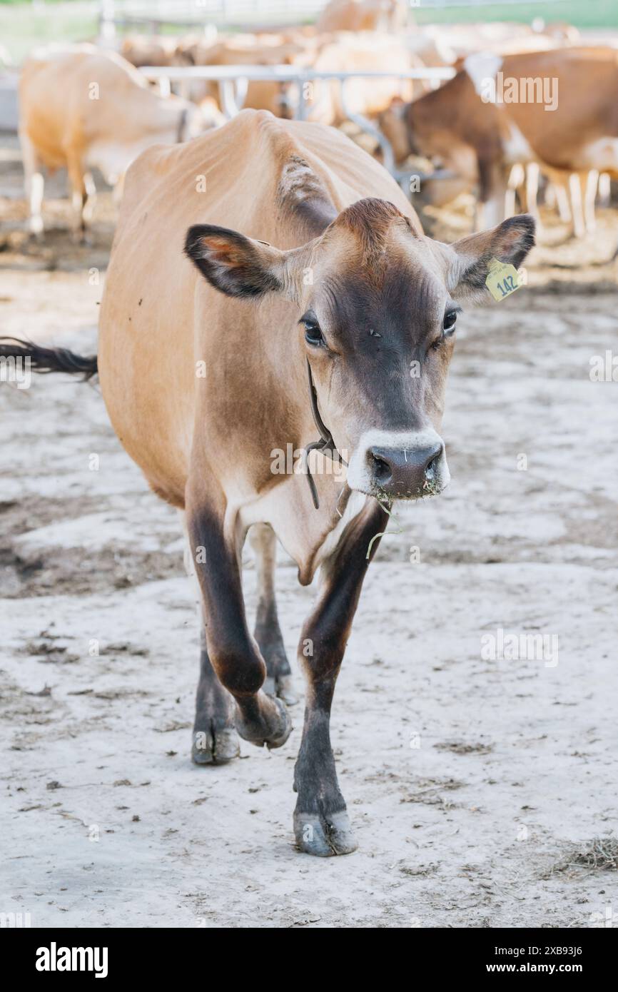 A vertical closeup of a cow on a farm Stock Photo - Alamy