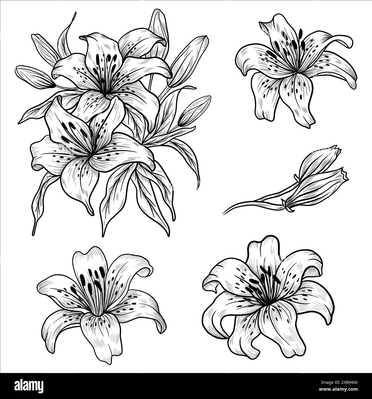 Outline Lily Tattoo