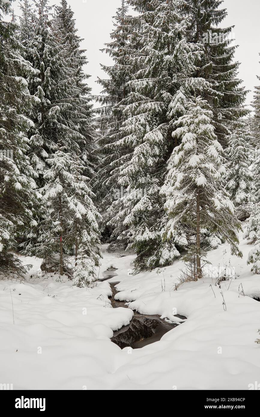 Stand trees landscape near hi-res stock photography and images - Alamy