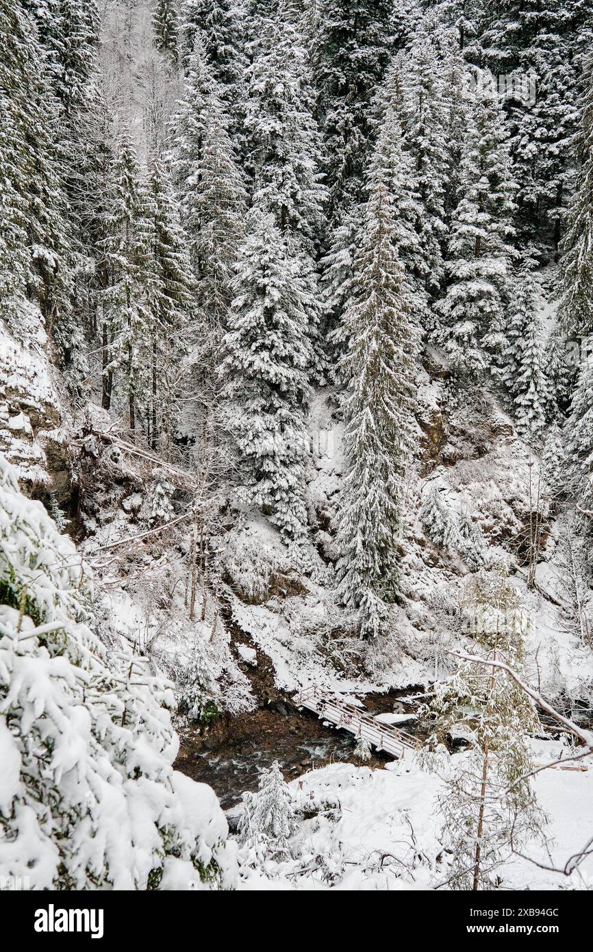 Snow and ice cover a forest stream in winter Stock Photo - Alamy