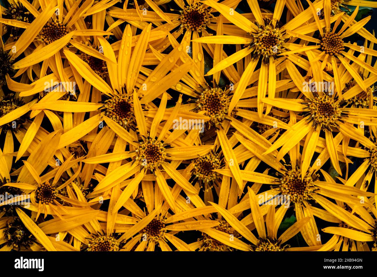 Leopard plant hi-res stock photography and images - Alamy