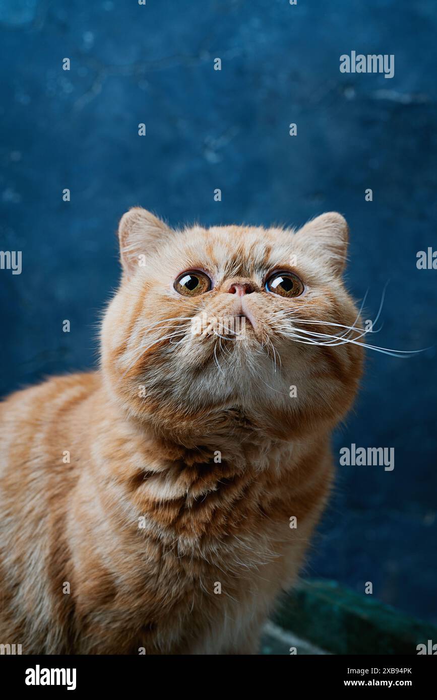 Close-up of an orange Exotic Shorthair cat with expressive eyes and a ...