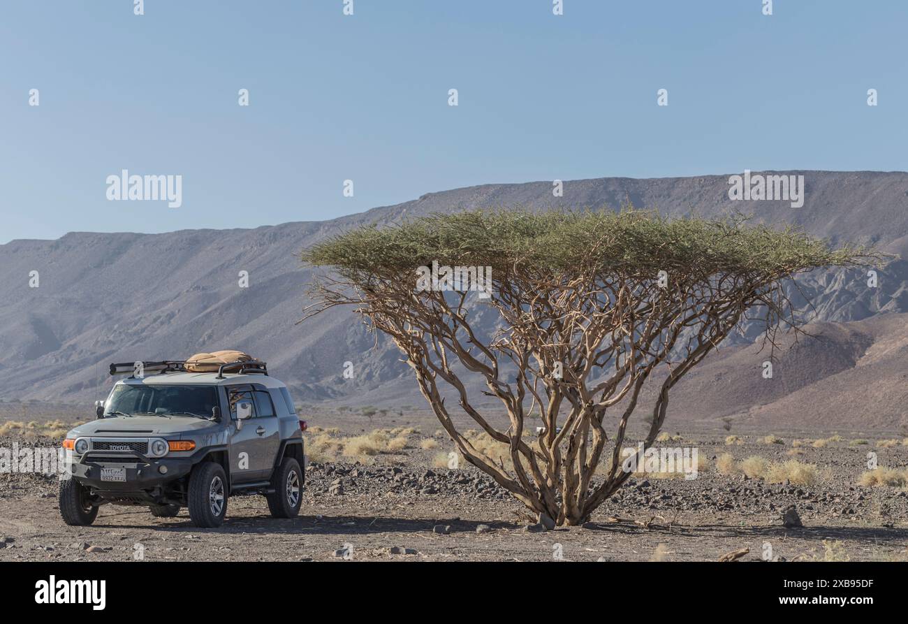 Acacia tree desert hi-res stock photography and images - Alamy
