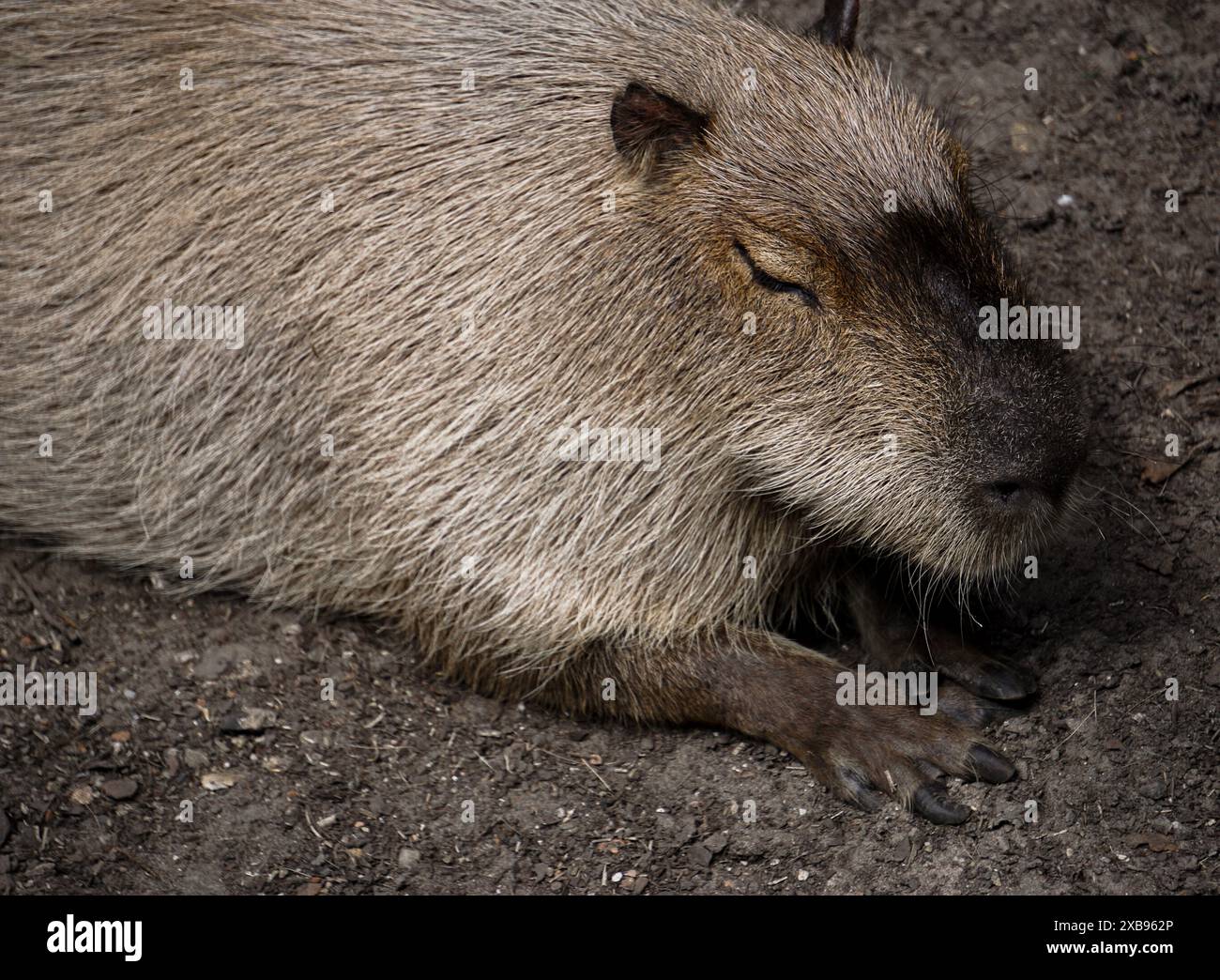 Close-up of a capybara on field Stock Photo - Alamy