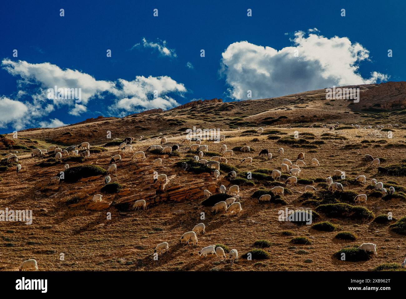 A stunning flock of sheep grazing on a scenic hillside under a bright ...
