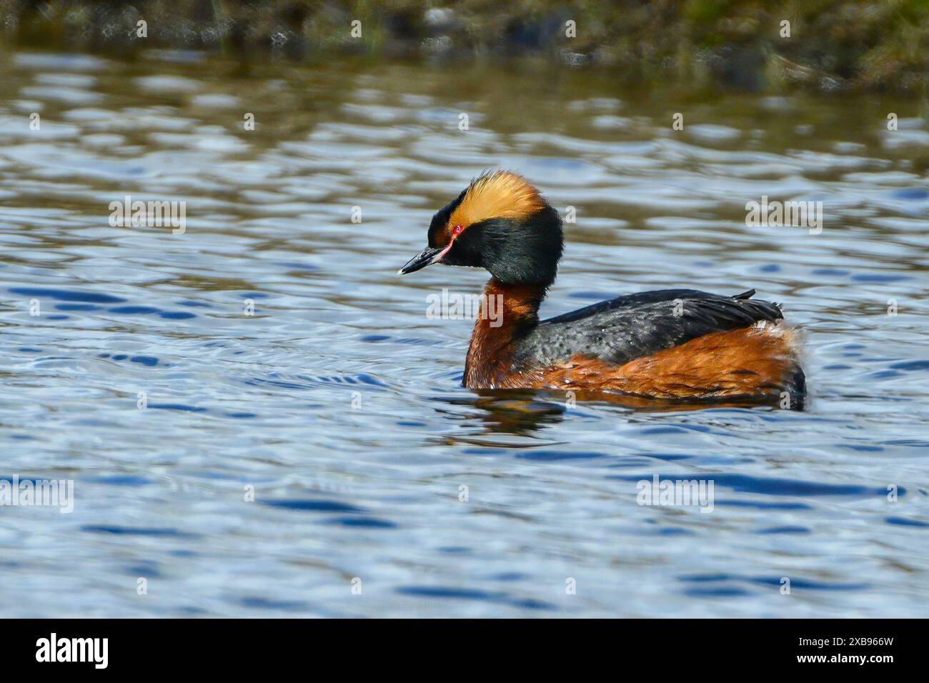 Horned grebe (Podiceps auritus auritus, male) from Reykholar, western ...
