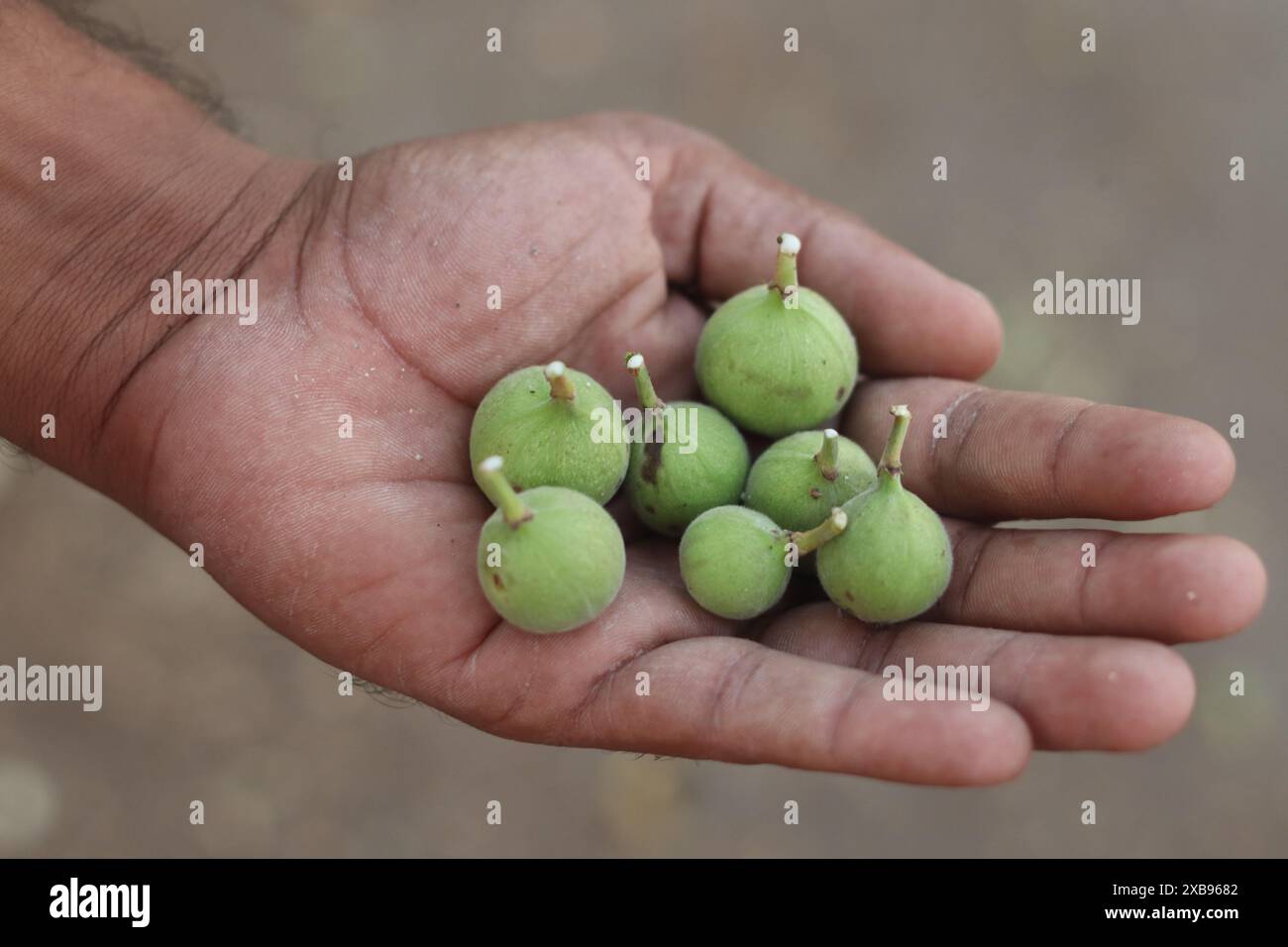The Ficus racemosa growing on tree Stock Photo - Alamy