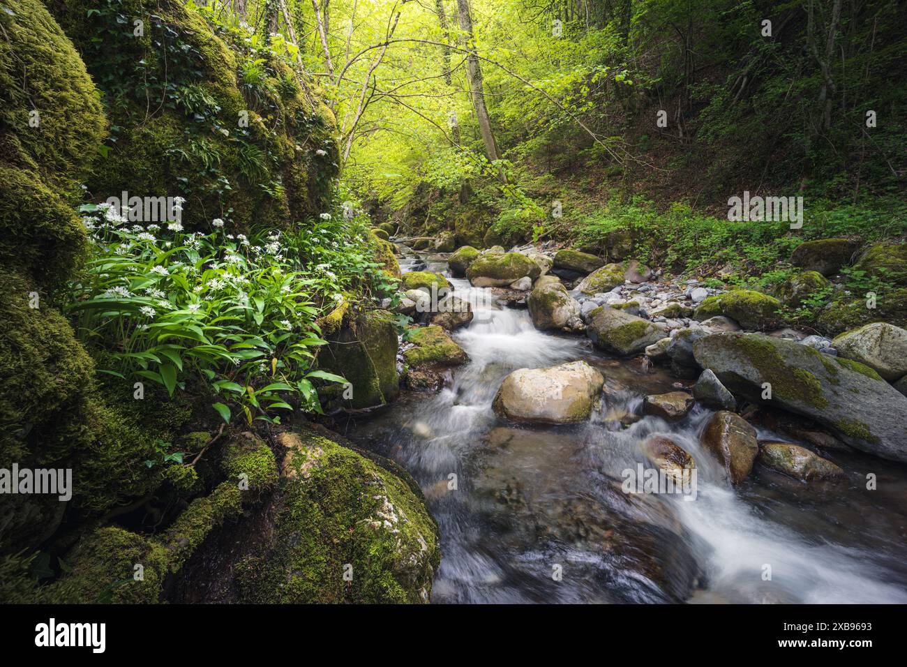 Beautiful landscape view of a river flowing through a dense vegetation ...