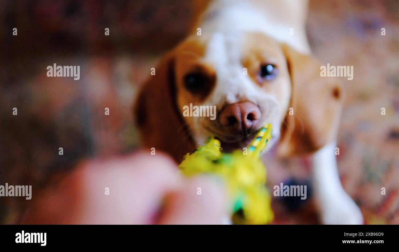 Beagle pulling on a rope Stock Photo - Alamy
