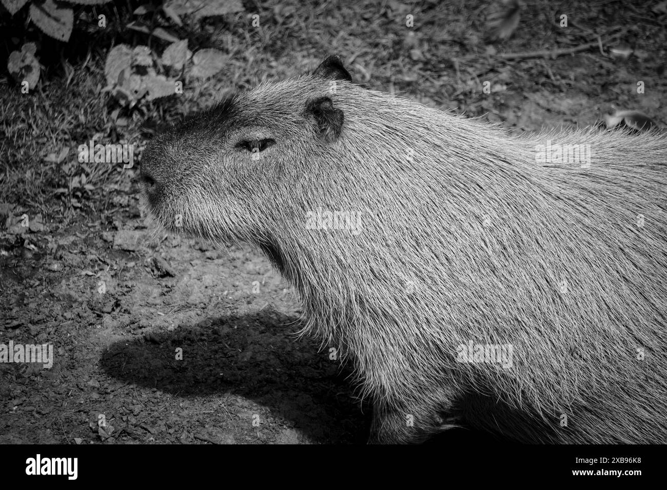 Cute capybara animal in Black and White Stock Photos & Images - Alamy