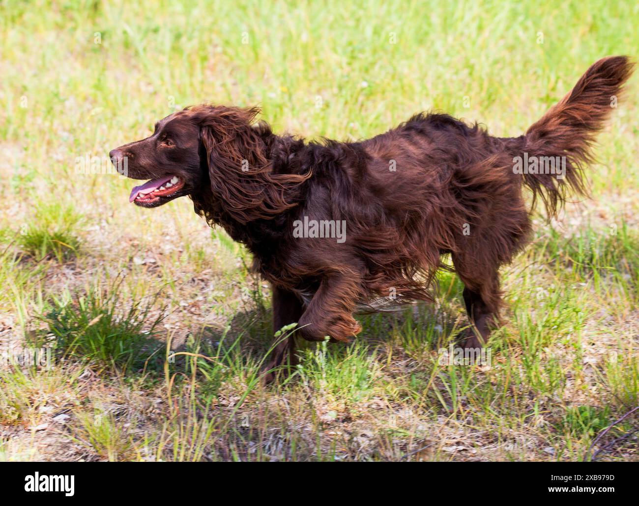 GERMAN SPANIEL or Deutscher Wachtelhun hunting dog Stock Photo - Alamy