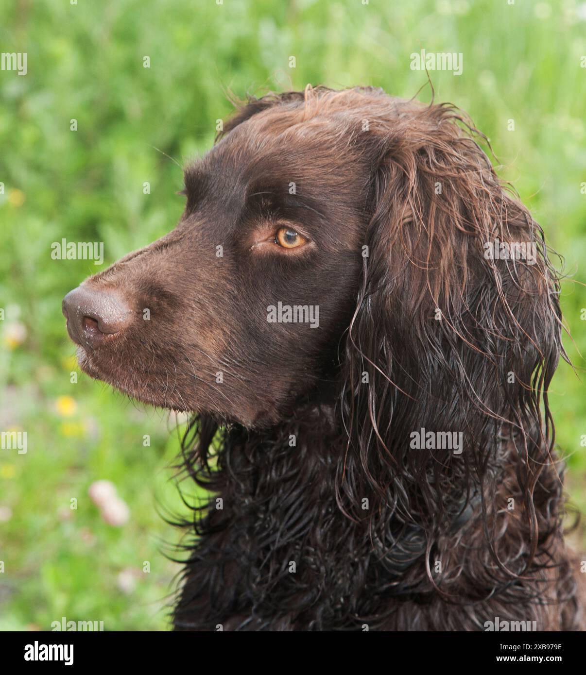 GERMAN SPANIEL or Deutscher Wachtelhun hunting dog Stock Photo - Alamy