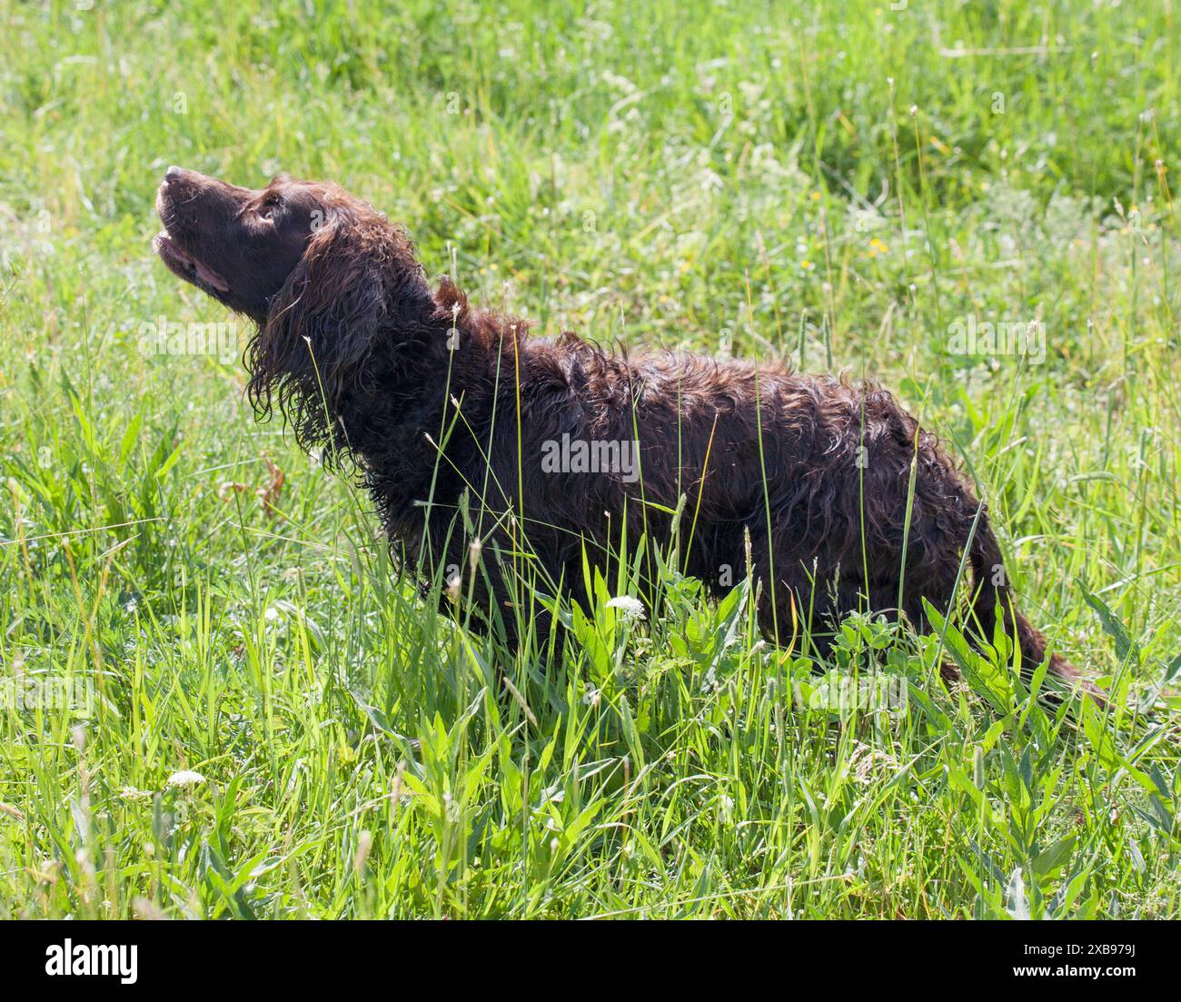 GERMAN SPANIEL or Deutscher Wachtelhun hunting dog Stock Photo - Alamy