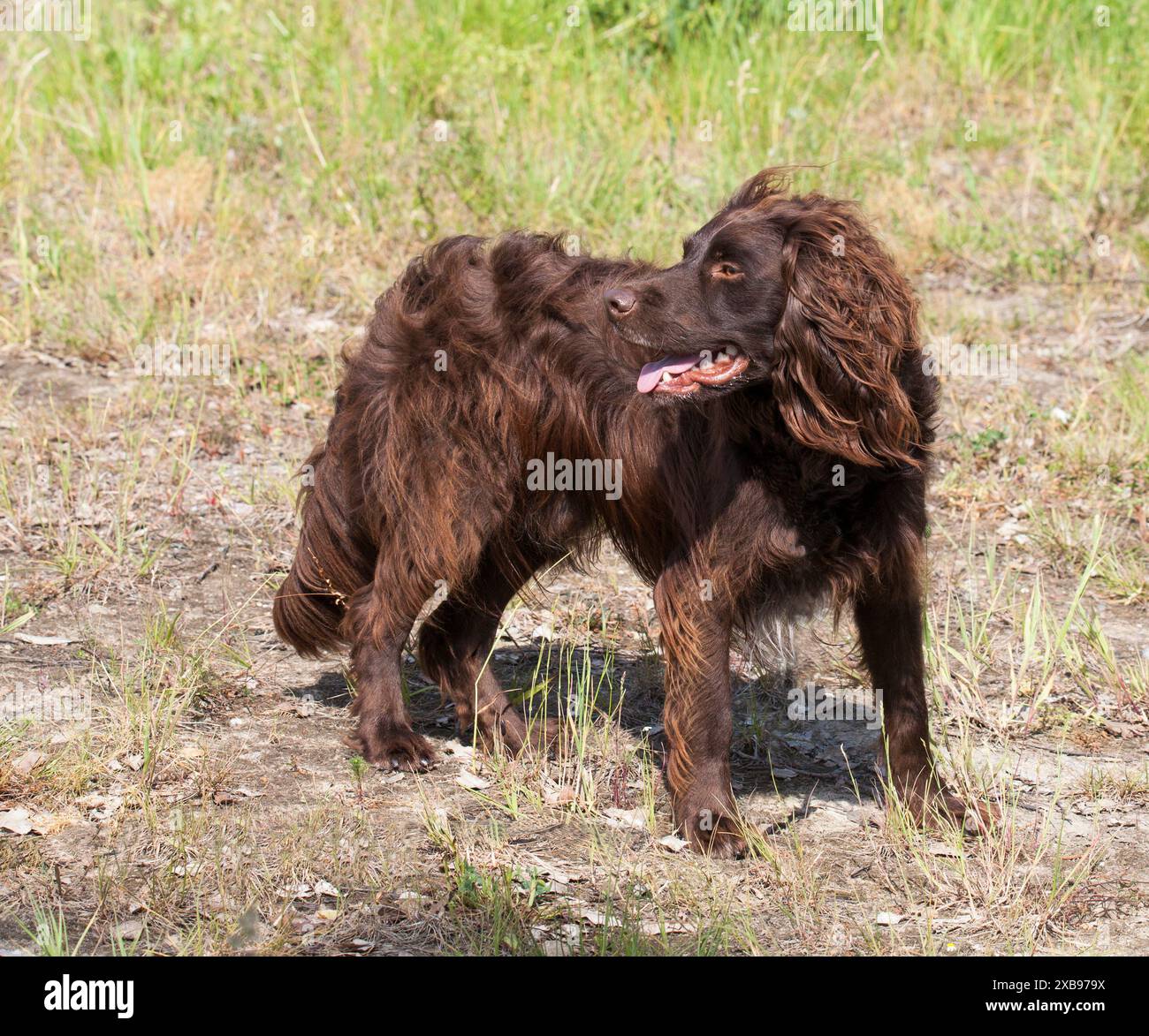 German wachtelhund hi-res stock photography and images - Alamy