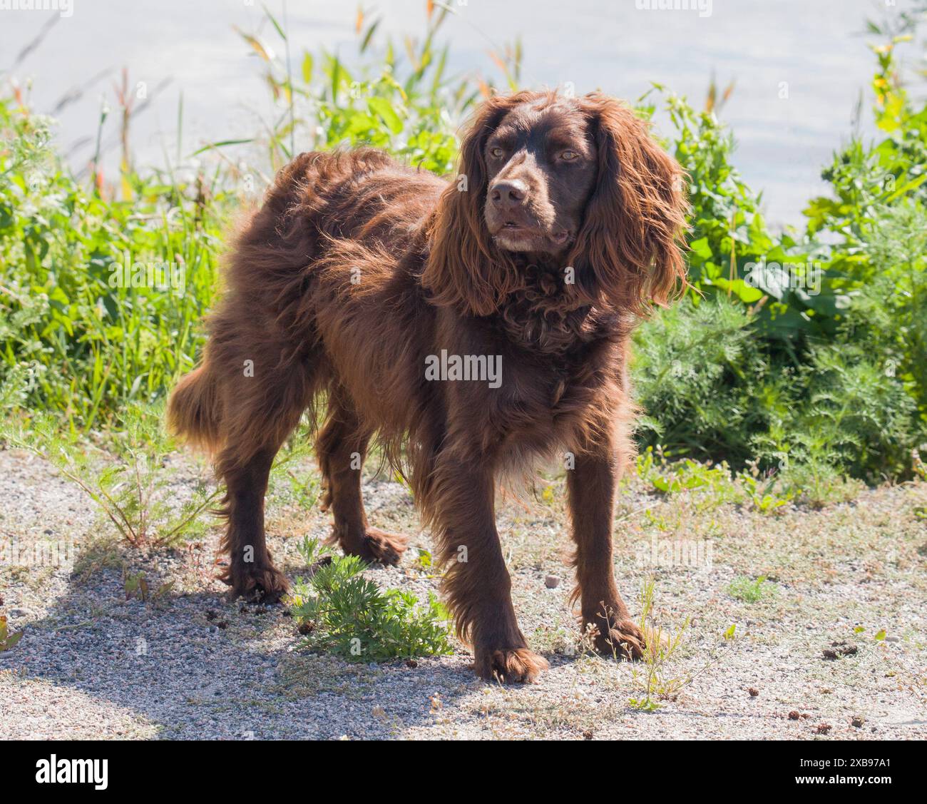 GERMAN SPANIEL or Deutscher Wachtelhun hunting dog Stock Photo - Alamy