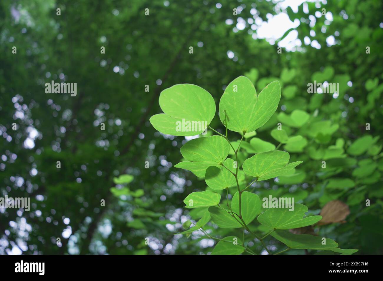 Lush natural backdrop hi-res stock photography and images - Alamy