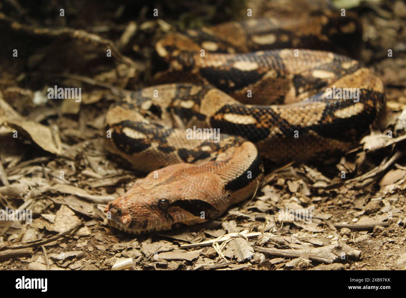 Reptile movement hi-res stock photography and images - Alamy