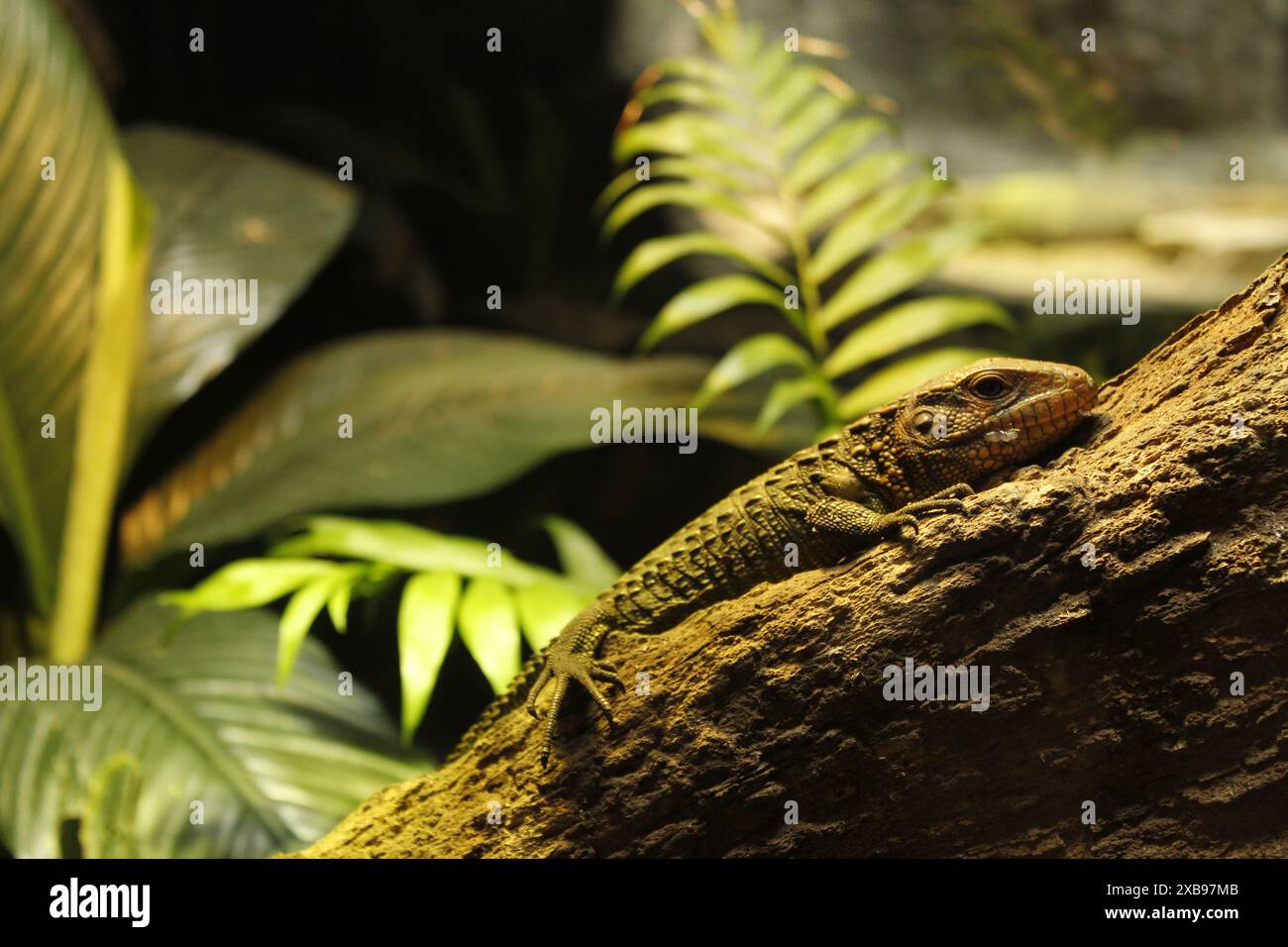 Lizard tree camouflage hi-res stock photography and images - Alamy