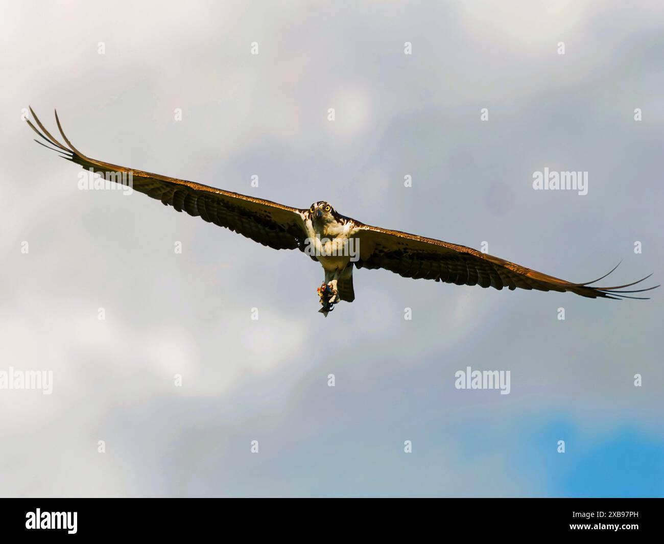 An Osprey in flight, soaring with wings extended in the sky Stock Photo ...