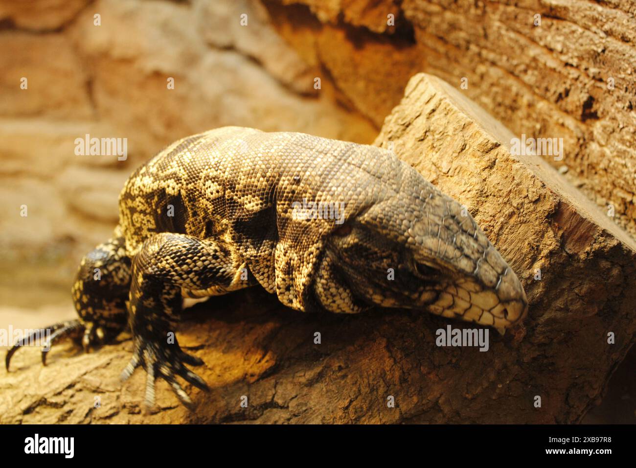Monitor lizard resting on a rock outdoors, away from its enclosure ...