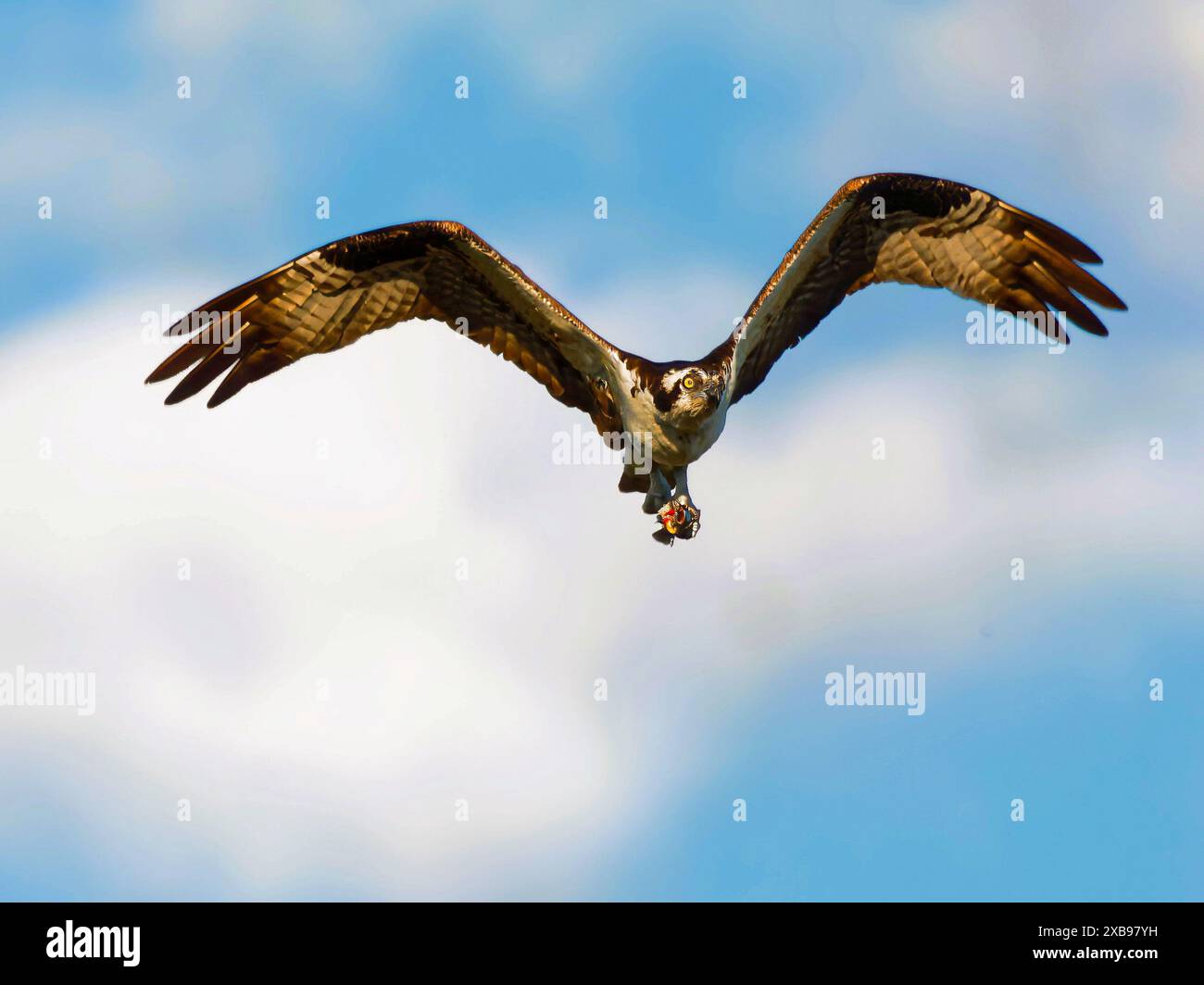 Osprey in flight with wings extended Stock Photo - Alamy