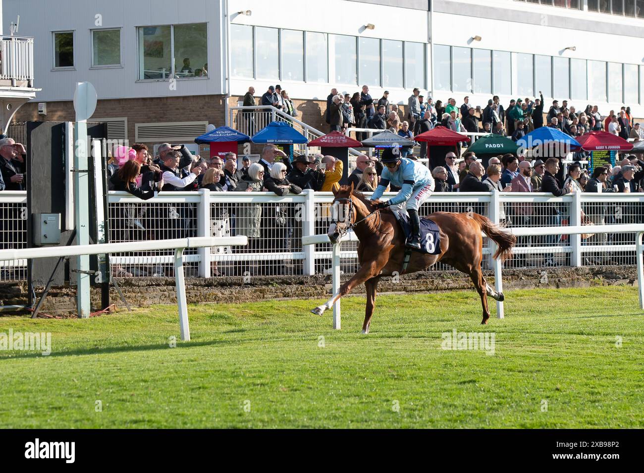 Highclere horse hi-res stock photography and images - Alamy