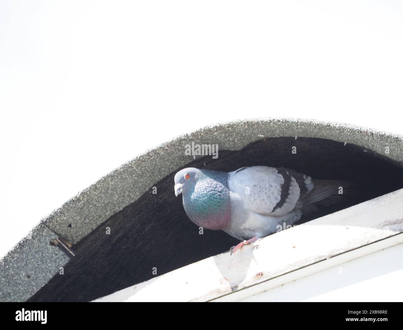 Sheerness, Kent, UK. 11th June, 2024. Pigeons have craftly created a ...