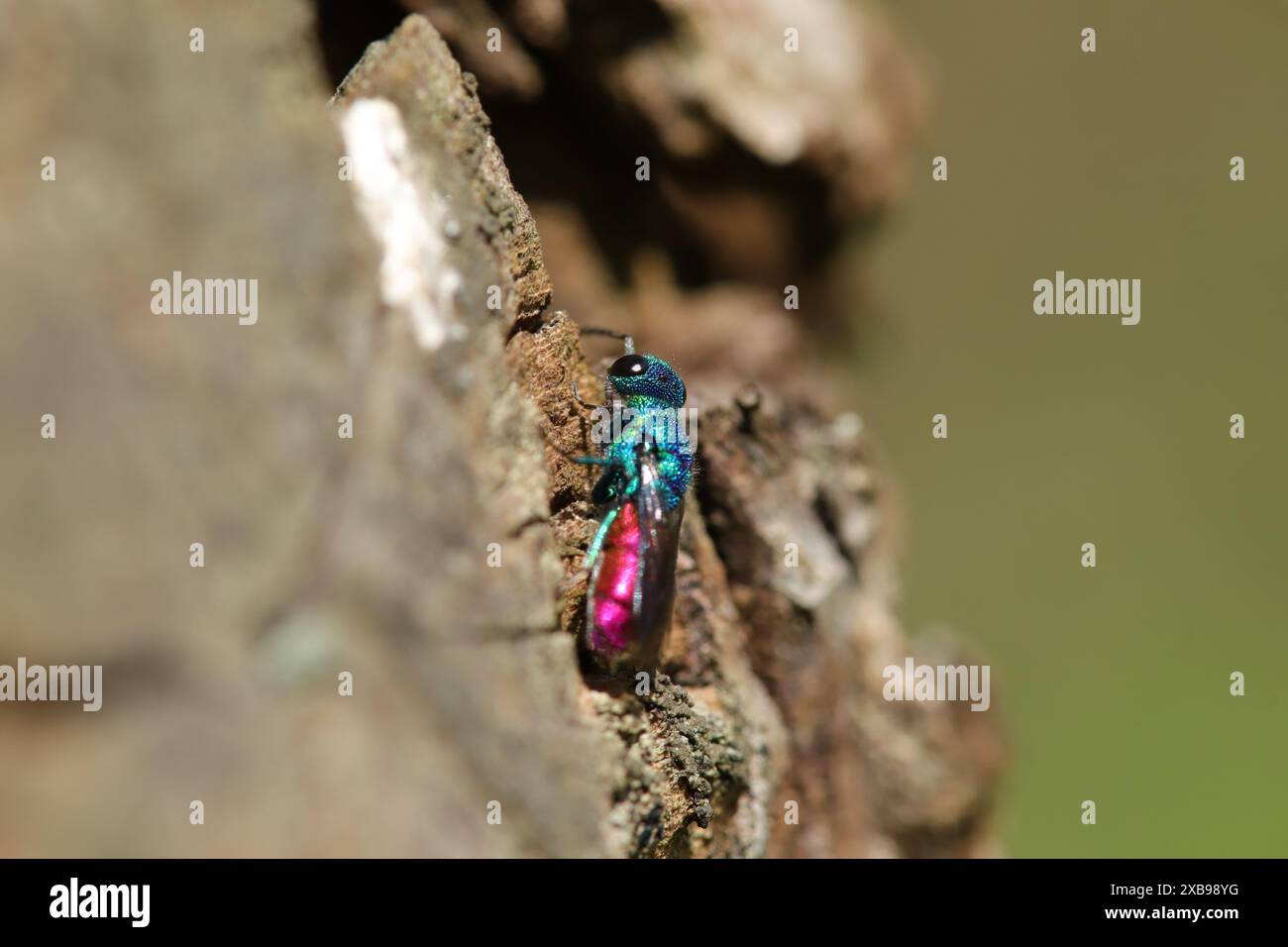 Chrysis ignita pollination hi-res stock photography and images - Alamy