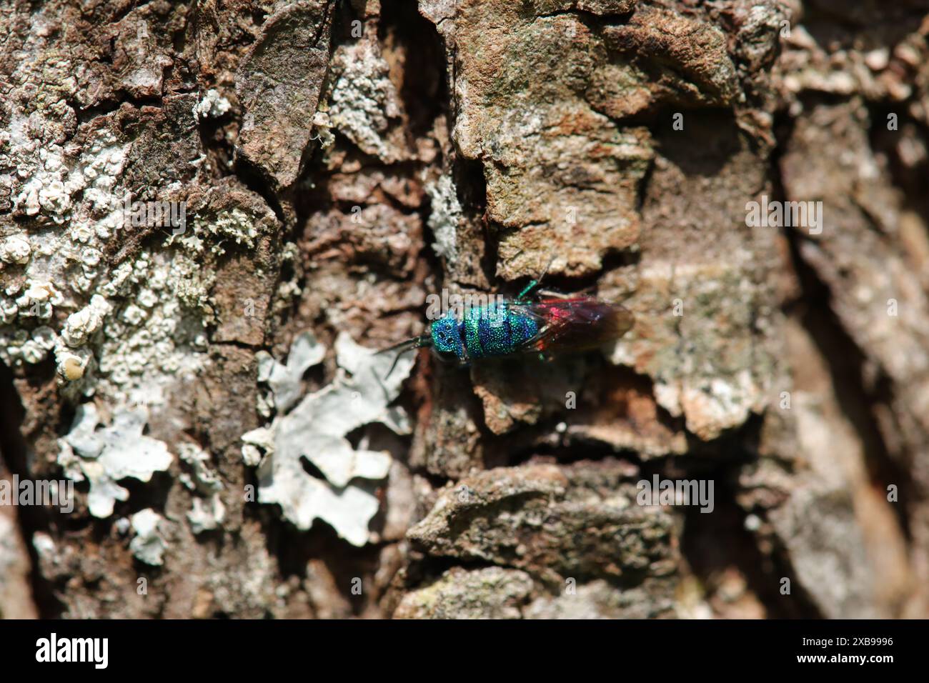 Chrysis ignita pollination hi-res stock photography and images - Alamy