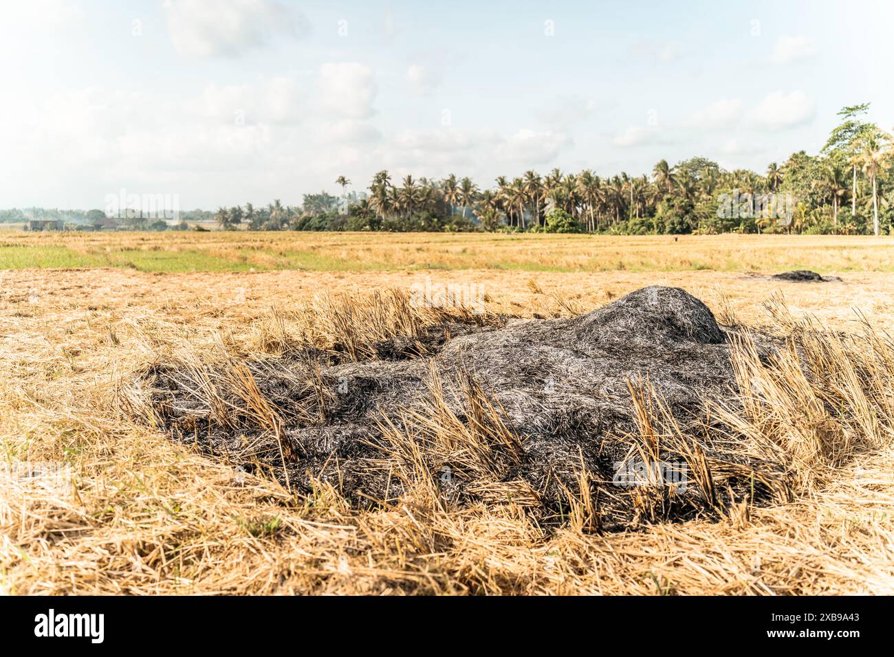 A view of burning rice files crop in Bali, Indonesia Stock Photo - Alamy