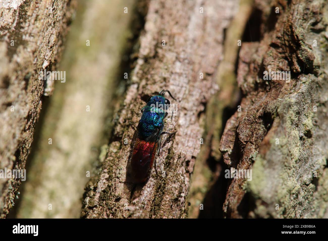 Chrysis ignita pollination hi-res stock photography and images - Alamy