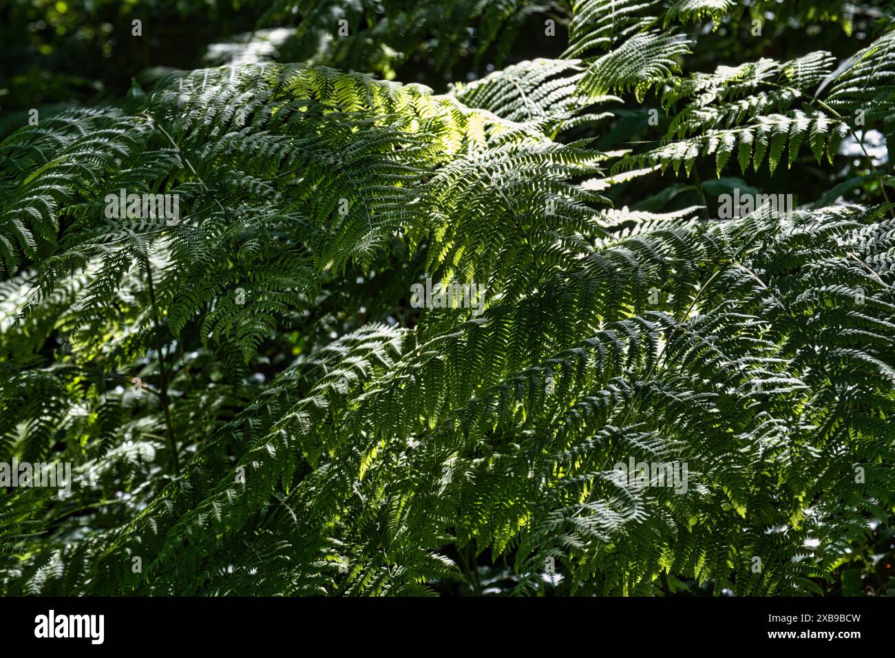 Farn struktur hi-res stock photography and images - Alamy
