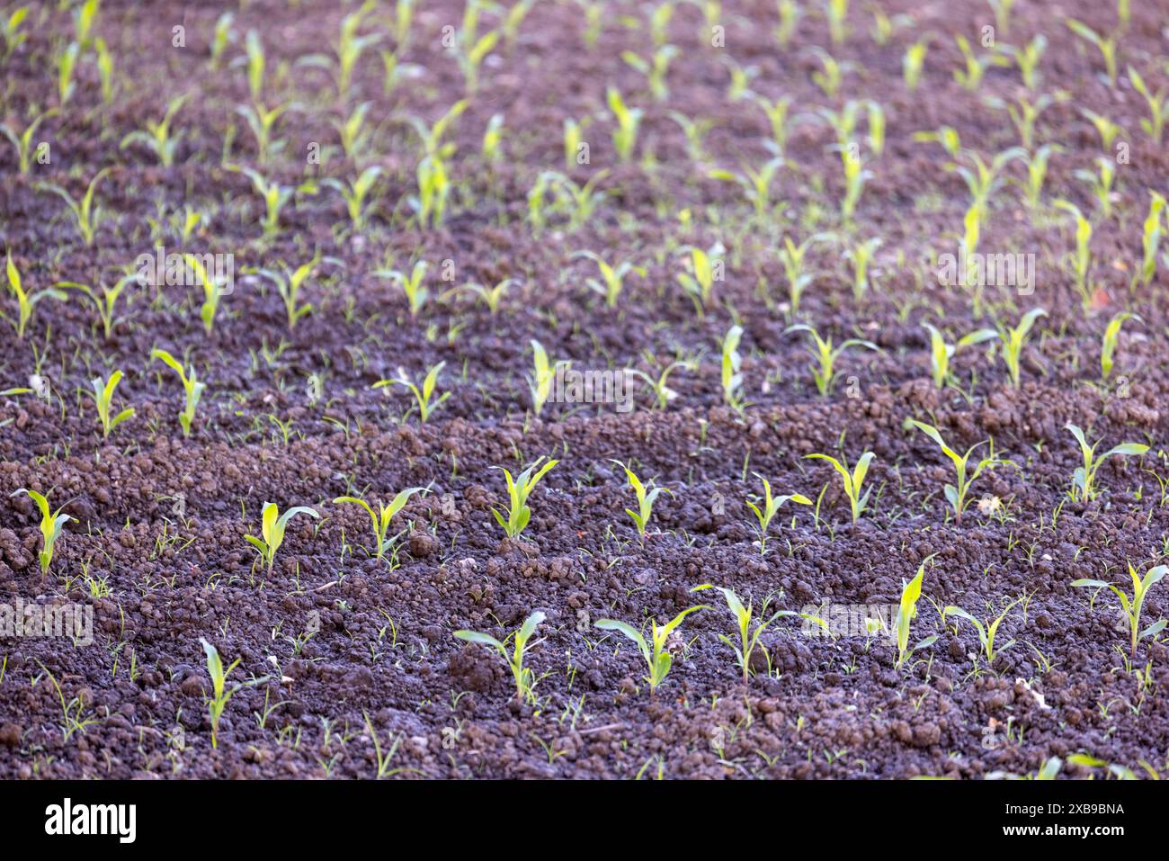 The Young corn plants sprouting in a city setting Stock Photo - Alamy