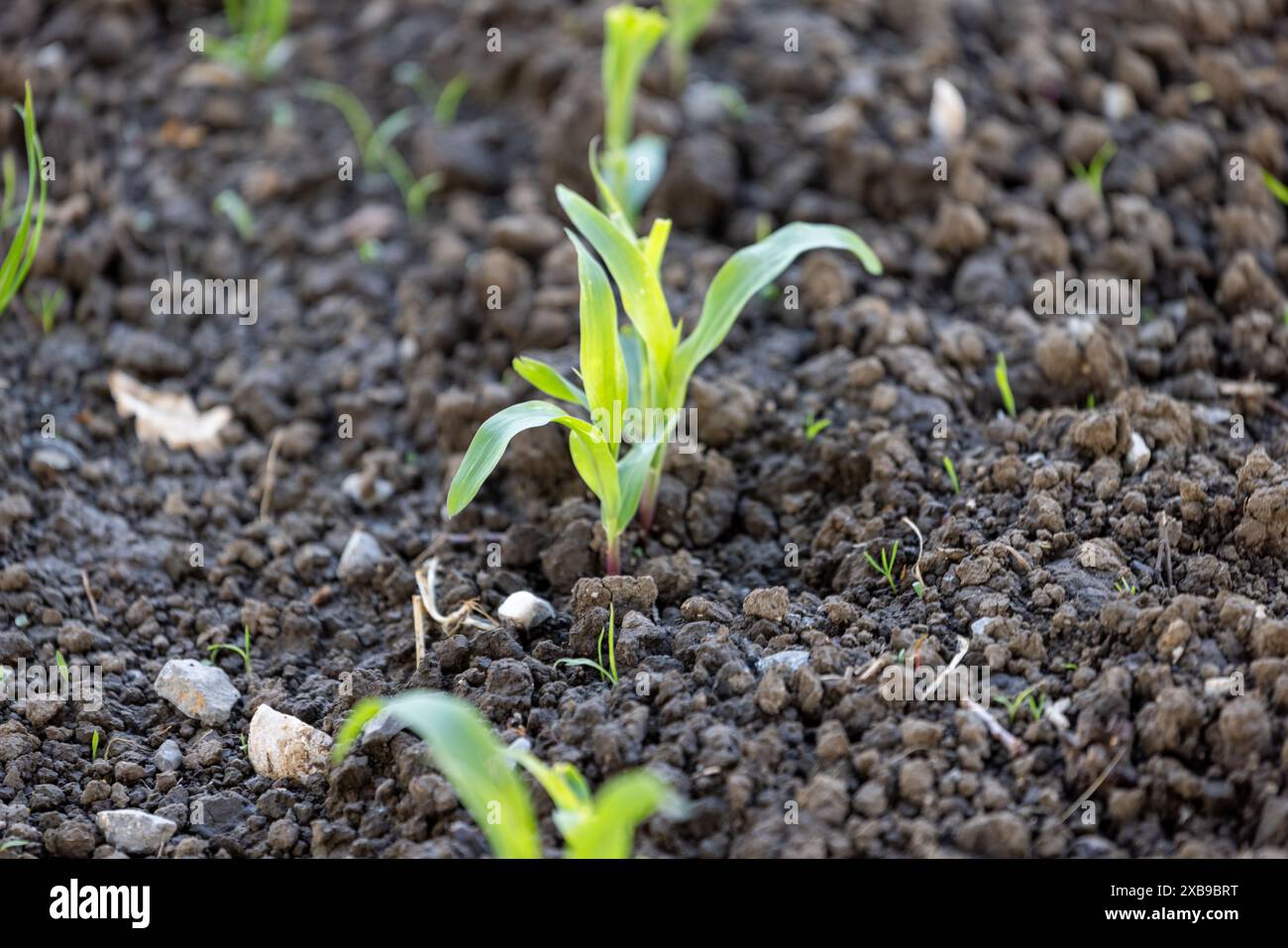 Tiny green plants sprouting from the soil in a garden Stock Photo - Alamy