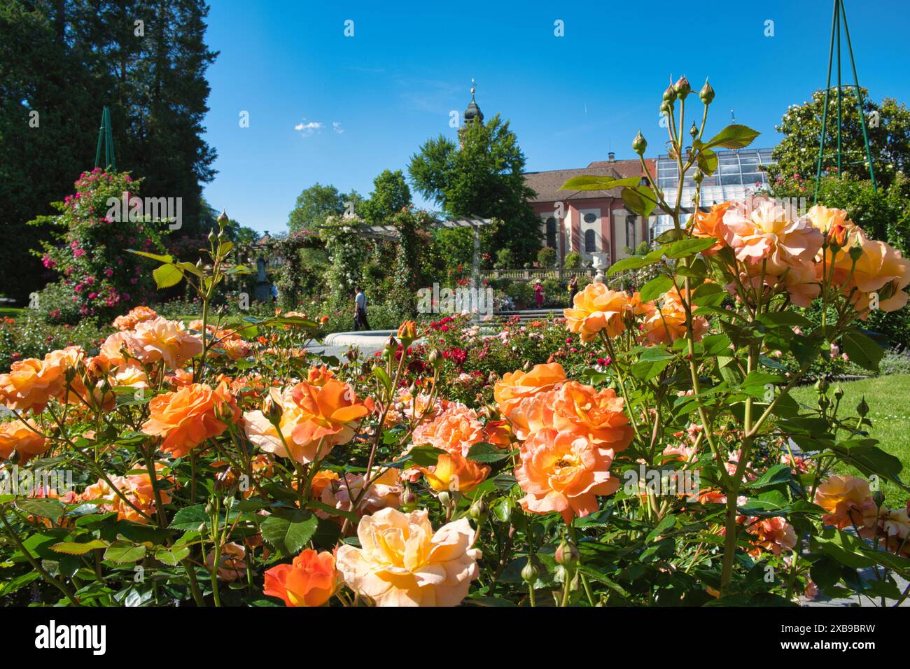 Insel Mainau, im italienischen Rosengarten *** Mainau Island, in the ...