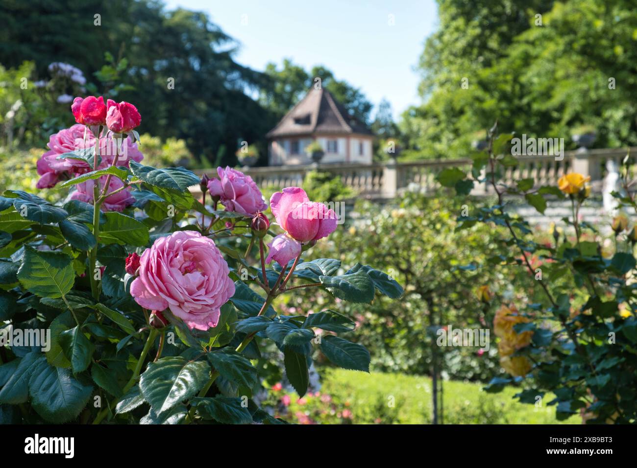 Insel Mainau, im italienischen Rosengarten *** Mainau Island, in the ...