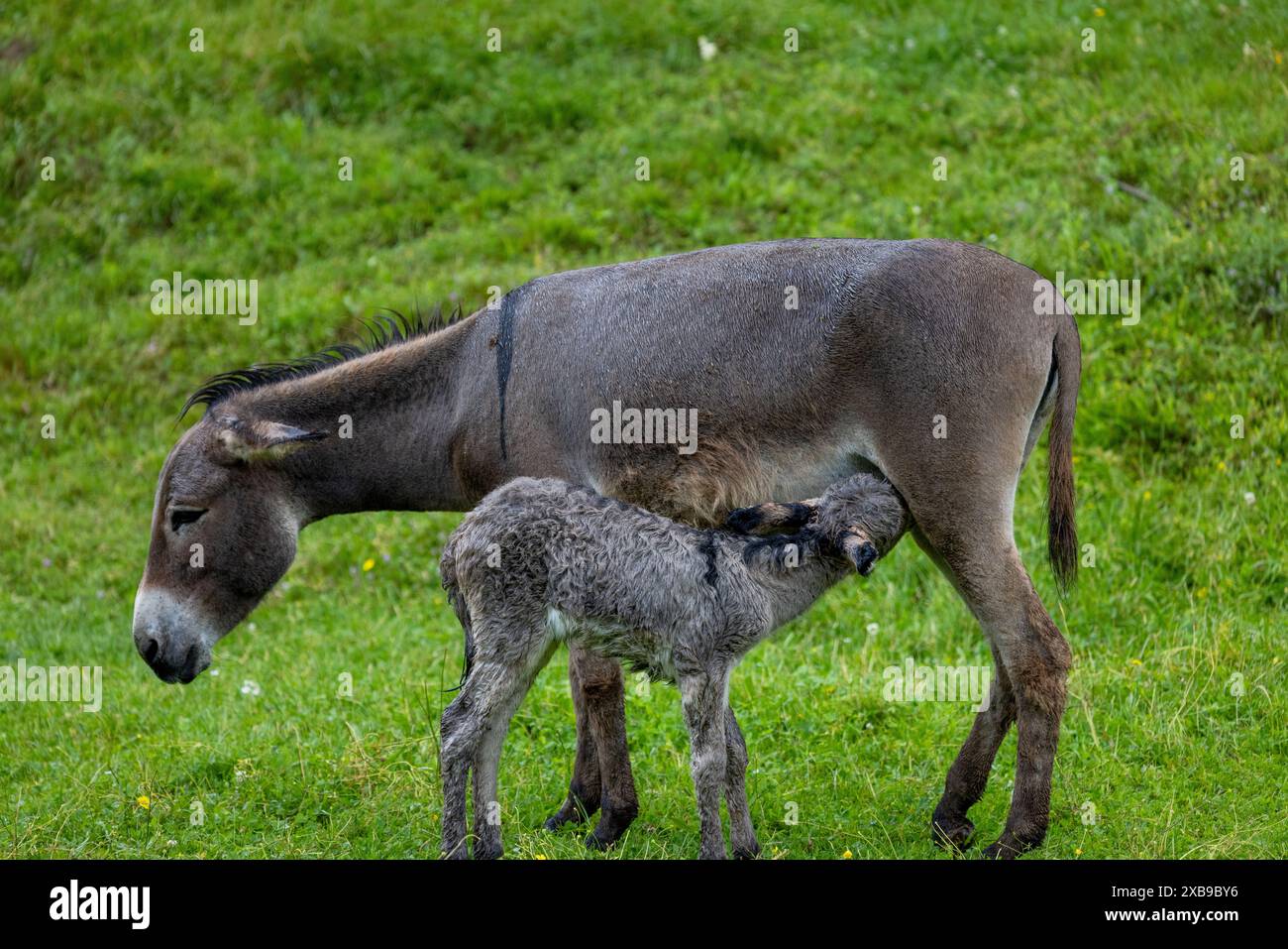 Cute baby donkey foal hi-res stock photography and images - Alamy