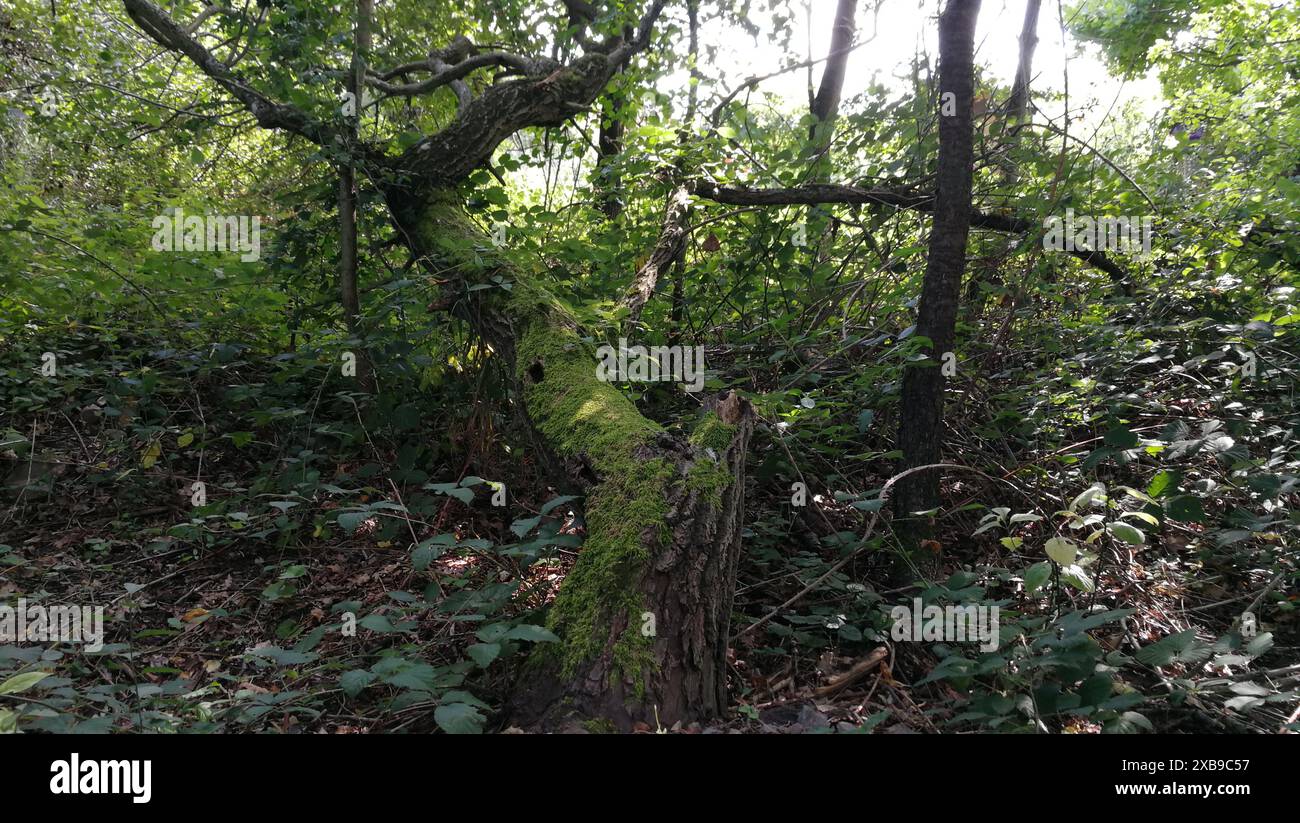Ancient tree leaning against stump in forest Stock Photo - Alamy