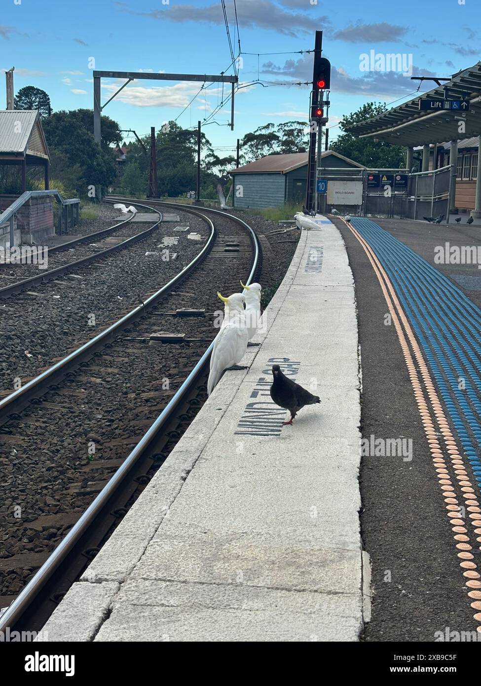 Birds standing on a train platform with railway tracks and a clear sky ...