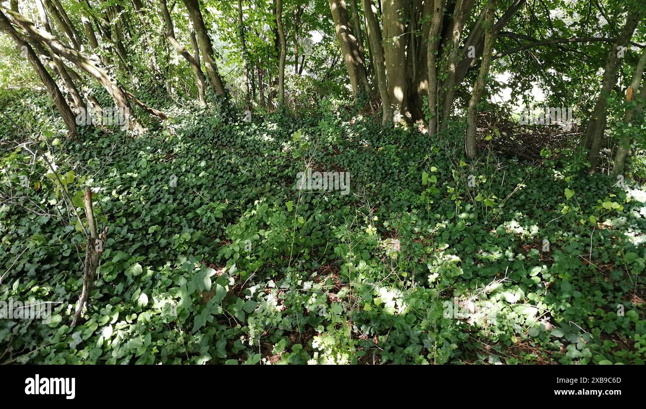 Lush green foliage dense bushes hi-res stock photography and images - Alamy