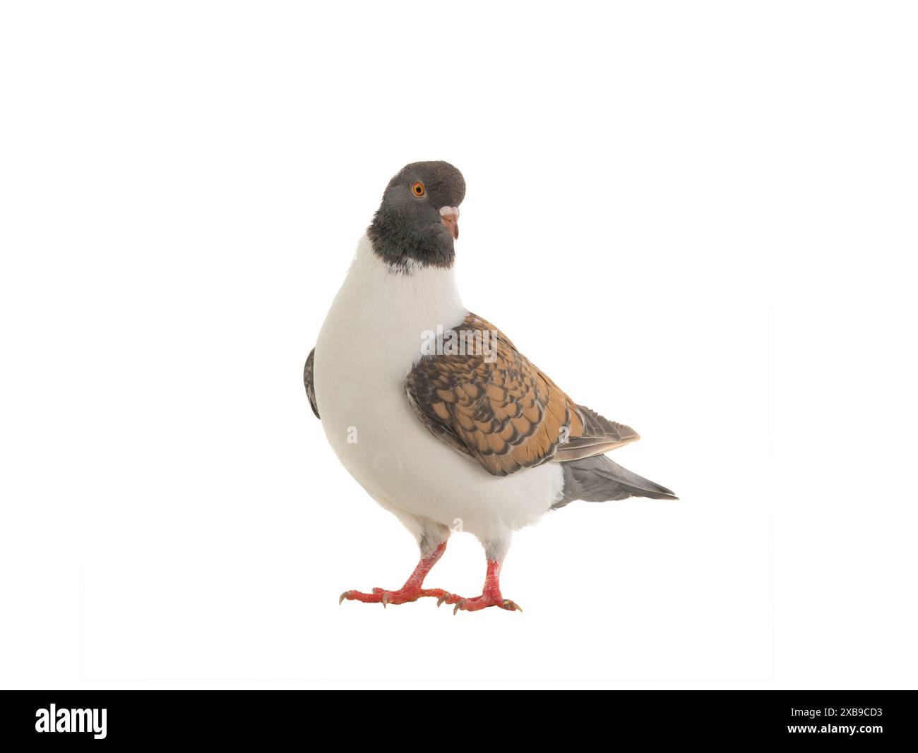 german modena pigeon isolated on white background Stock Photo - Alamy